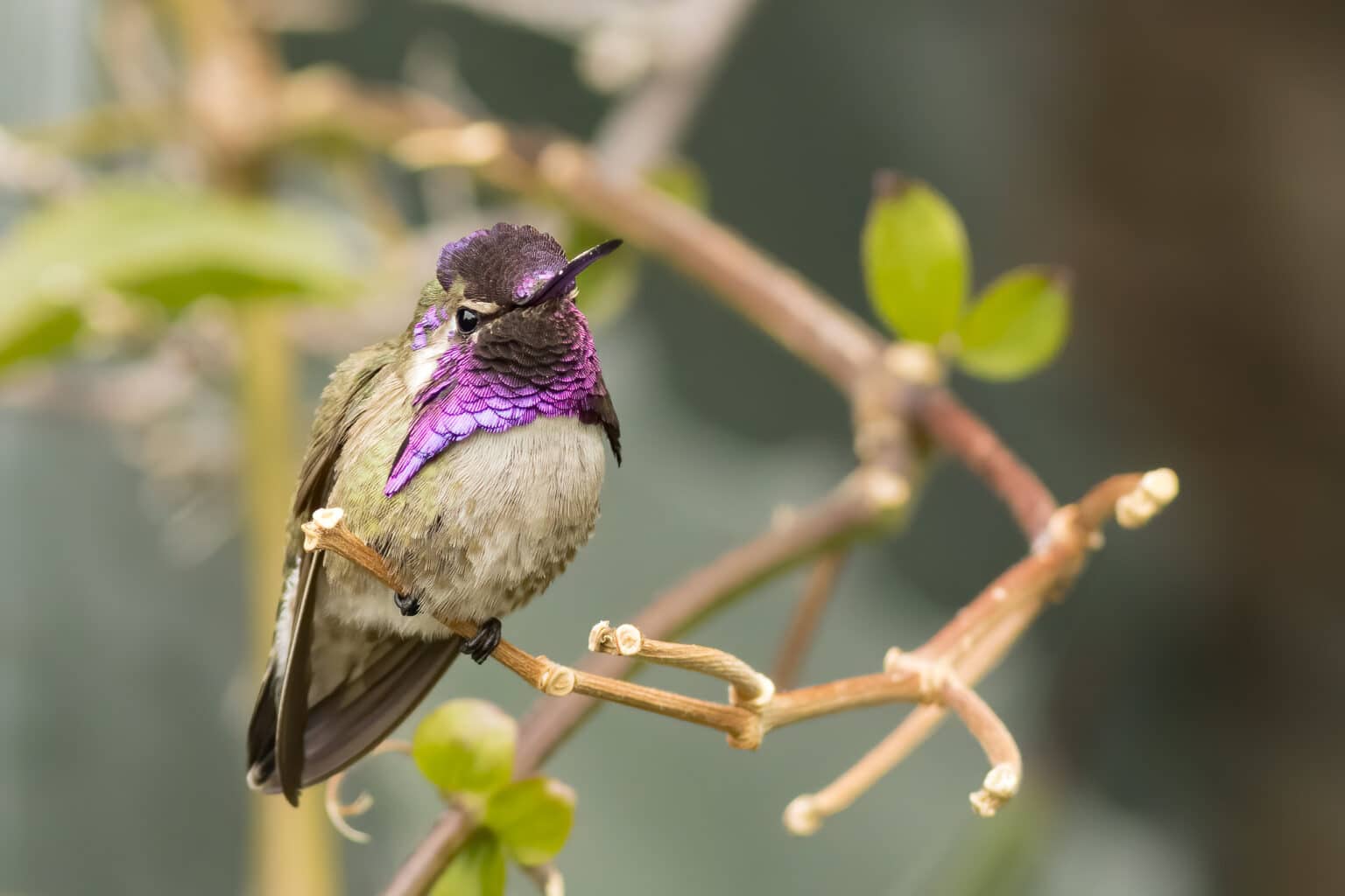 Costa's Hummingbird ⋆ Tucson Bird Alliance