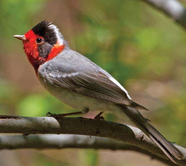 Mt. Lemmon: Summerhaven with Mary Ellen Flynn ⋆ Tucson Bird Alliance