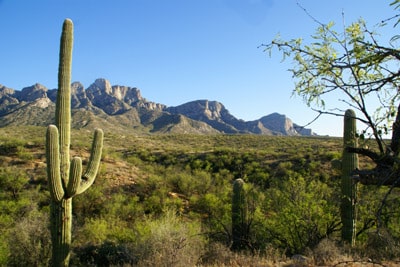 Southeast Arizona Habitats ⋆ Tucson Bird Alliance