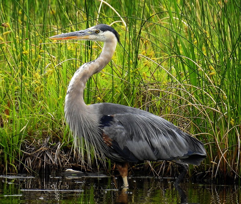 Urban Birding at Christopher Columbus Park ⋆ Tucson Bird Alliance