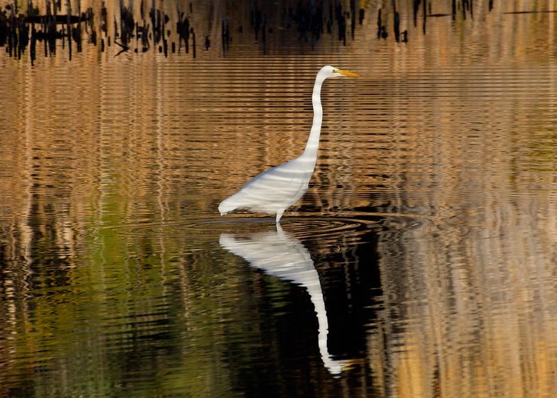 Birding For Every BODY at Agua Caliente Park with Marcia OBara ⋆ Tucson ...