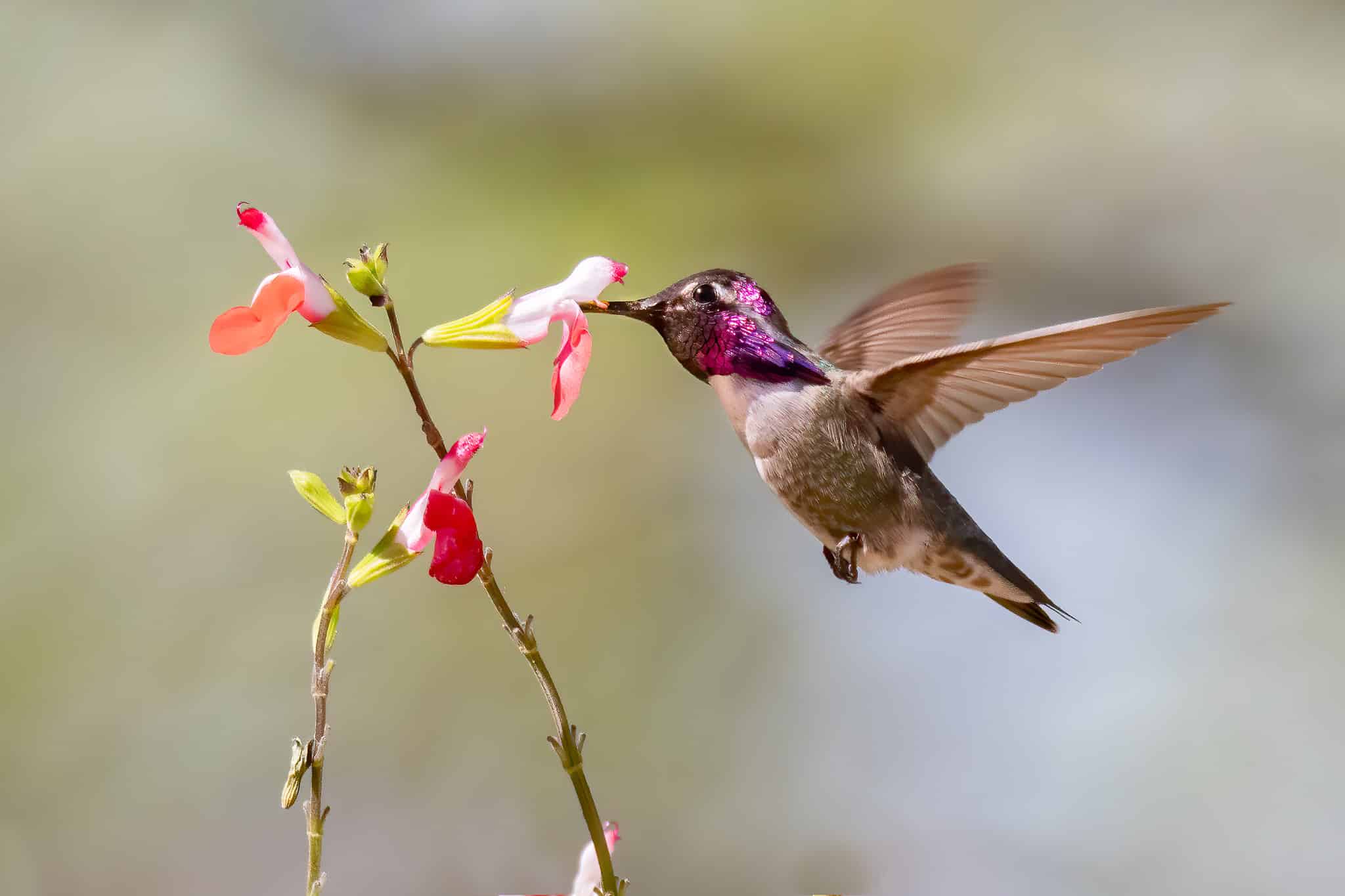 Mason Center & Arthur Pack Park with Jim Gessaman ⋆ Tucson Bird Alliance