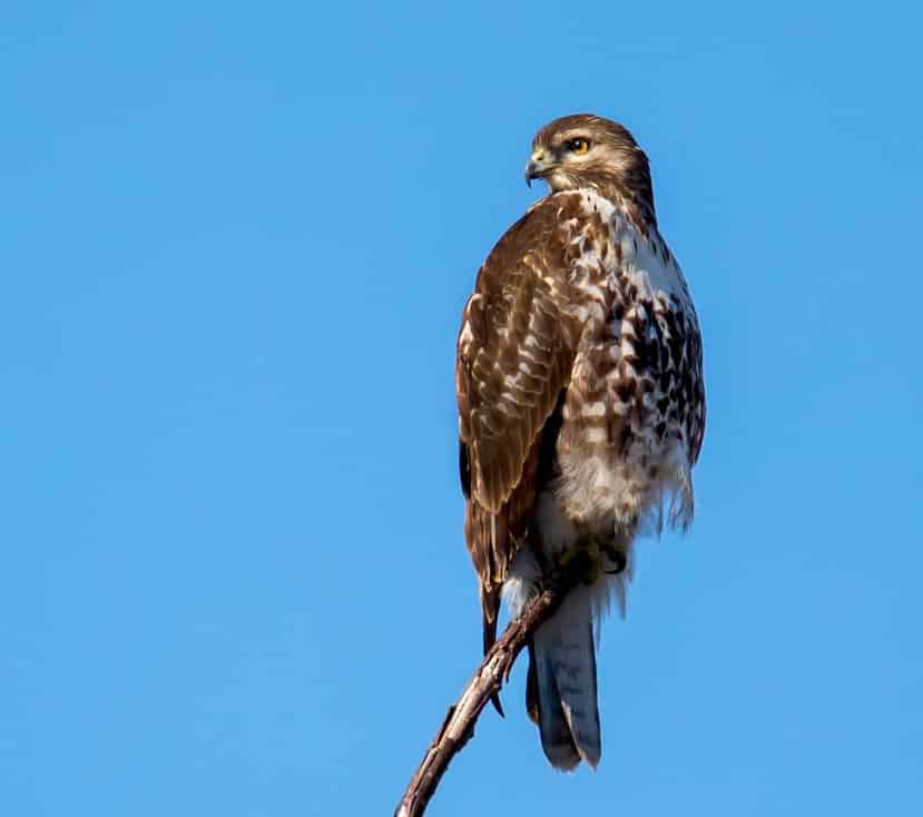 It's All In the Family: Raptor ID Workshop with Homer Hansen ⋆ Tucson ...