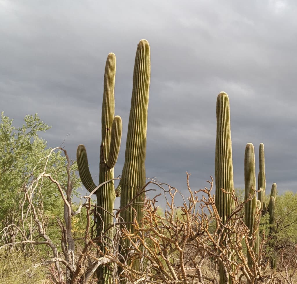 Saguaro ⋆ Tucson Bird Alliance