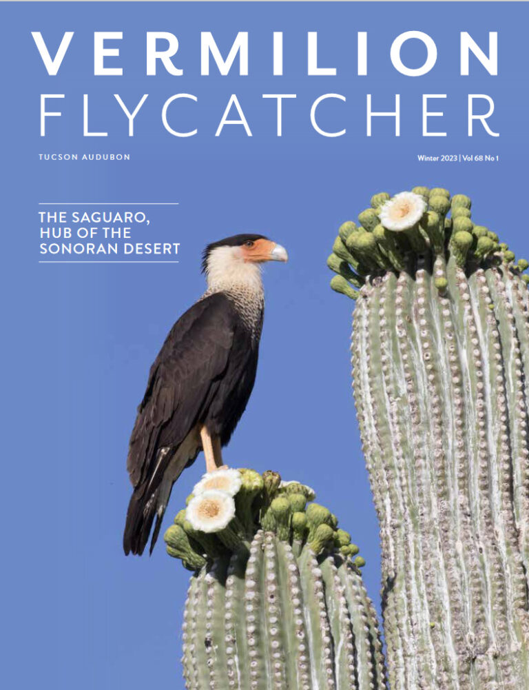 Saguaro ⋆ Tucson Bird Alliance