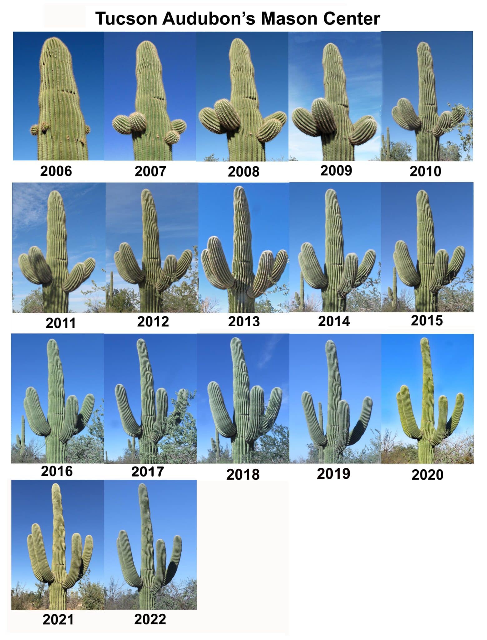 Saguaro Stories ⋆ Tucson Bird Alliance
