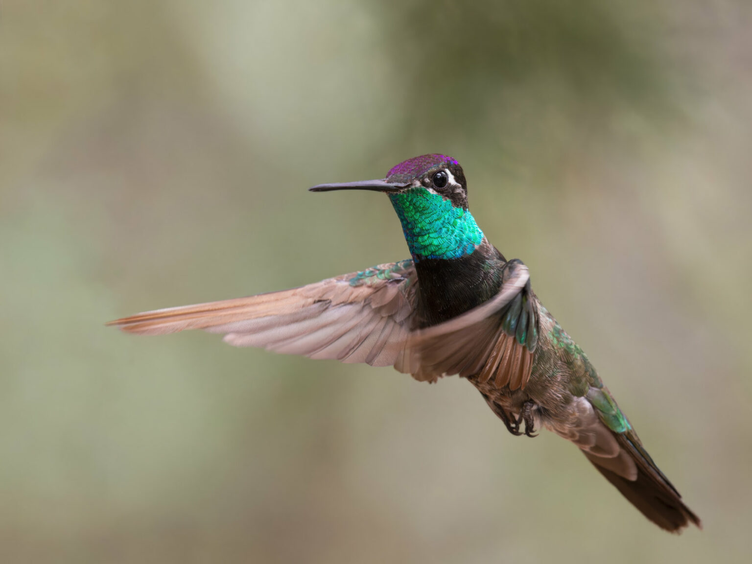 Rivoli's Hummingbird ⋆ Tucson Bird Alliance