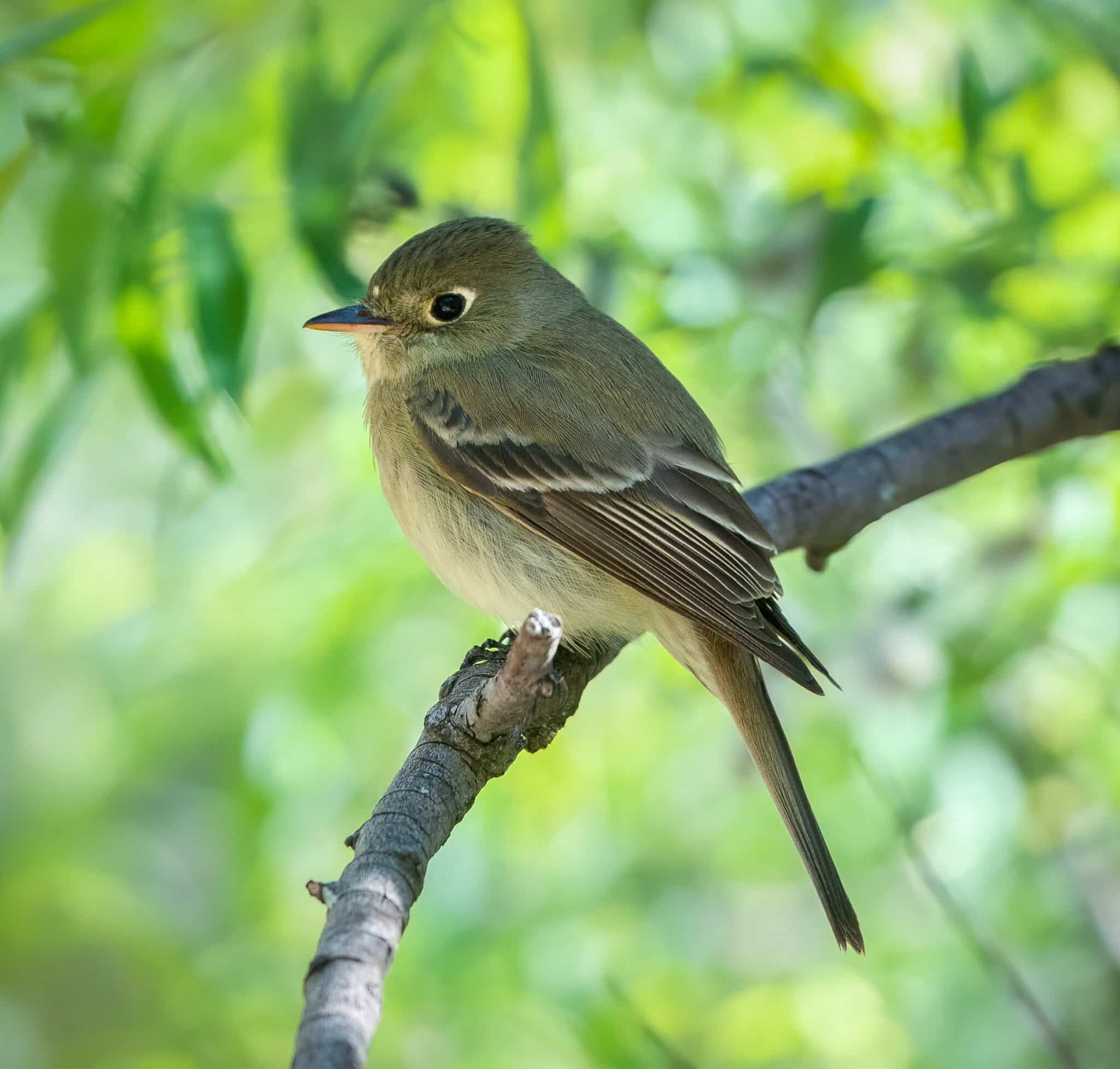 Turkey Run on Mt. Lemmon with Gary Bachman ⋆ Tucson Bird Alliance
