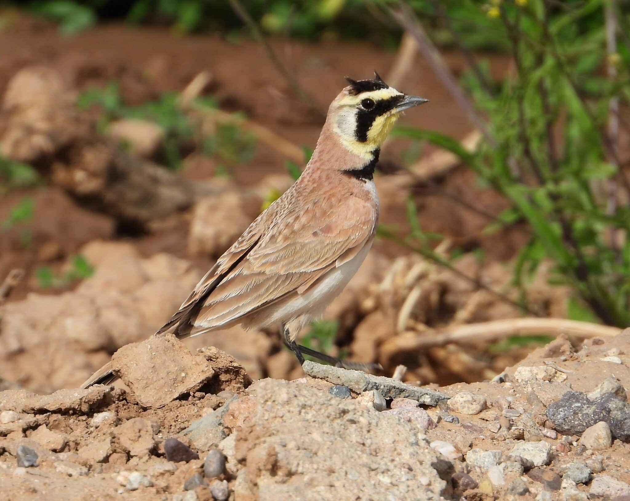The Marana Loop with Luke Safford ⋆ Tucson Bird Alliance