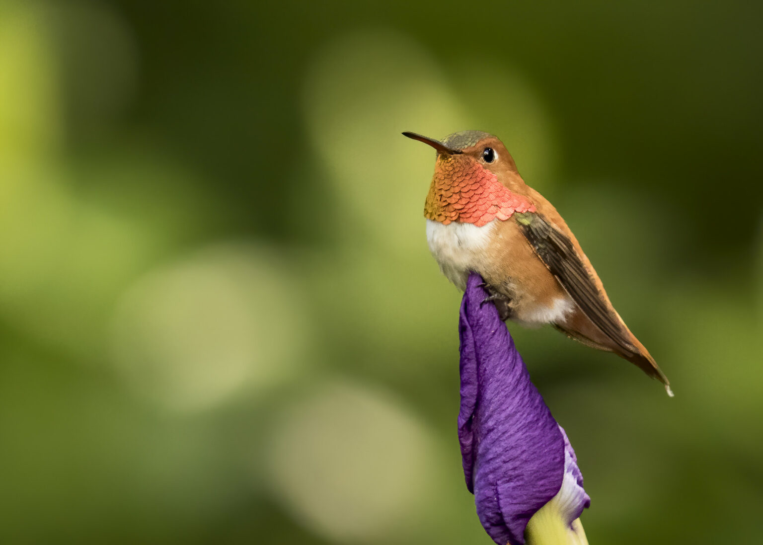 Rufous Hummingbird ⋆ Tucson Bird Alliance