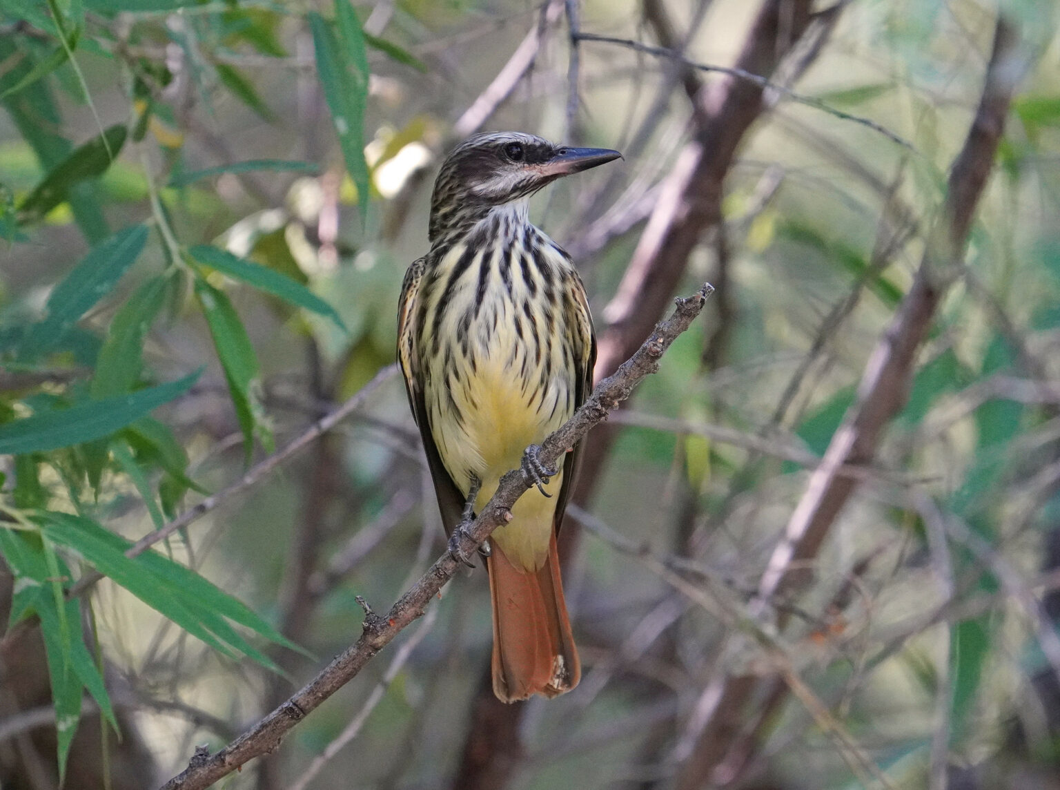 Sulphur-bellied Flycatcher ⋆ Tucson Bird Alliance