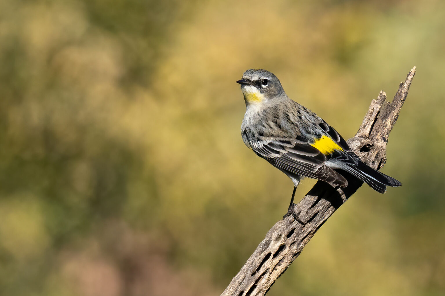 Yellow-rumped Warbler ⋆ Tucson Bird Alliance