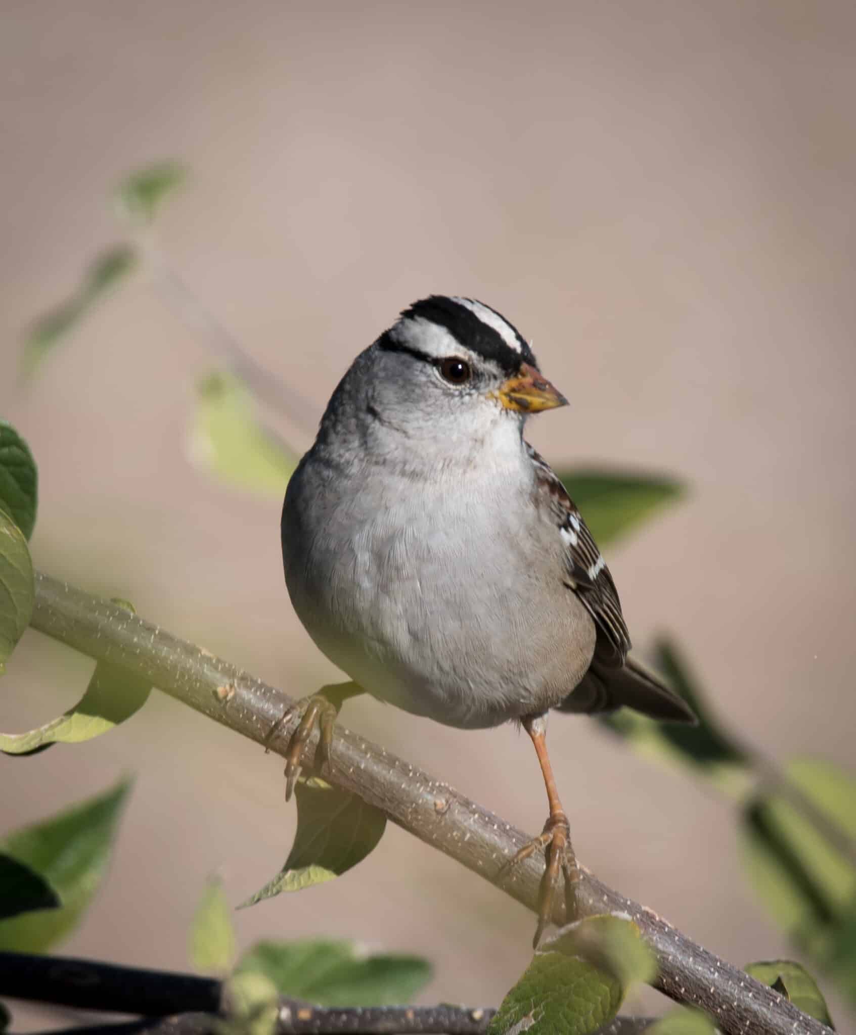 Advanced Birding Series: First Signs of Spring with Alex Patia ⋆ Tucson ...