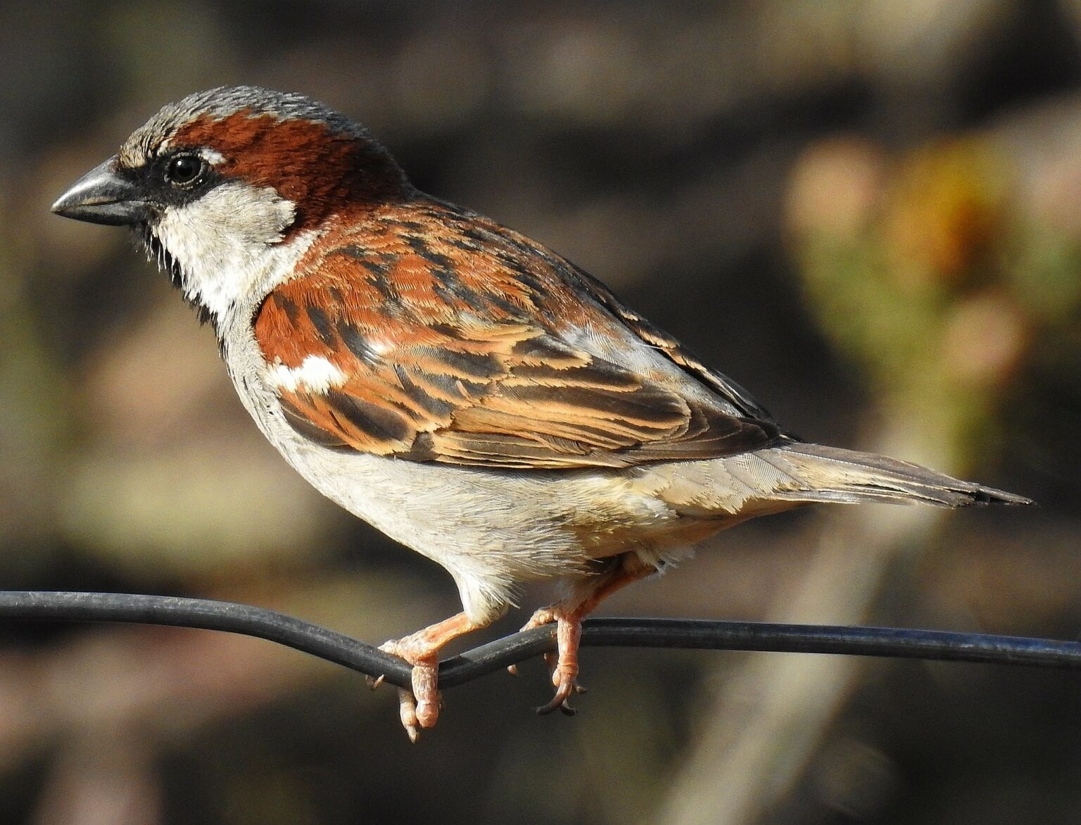 House Sparrow ⋆ Tucson Bird Alliance