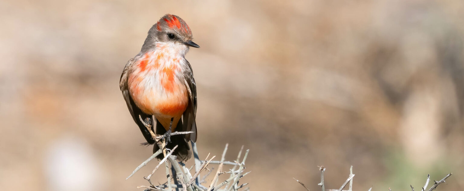 Name Change Information ⋆ Tucson Bird Alliance