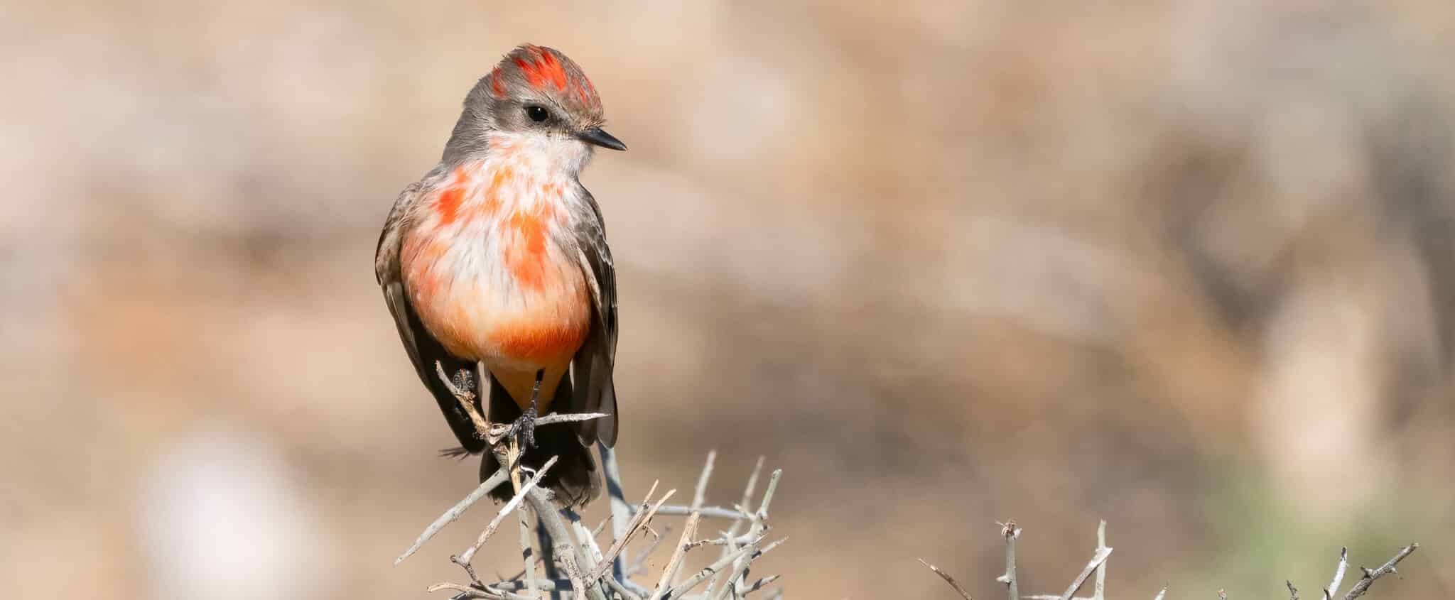 Name Change Information ⋆ Tucson Bird Alliance