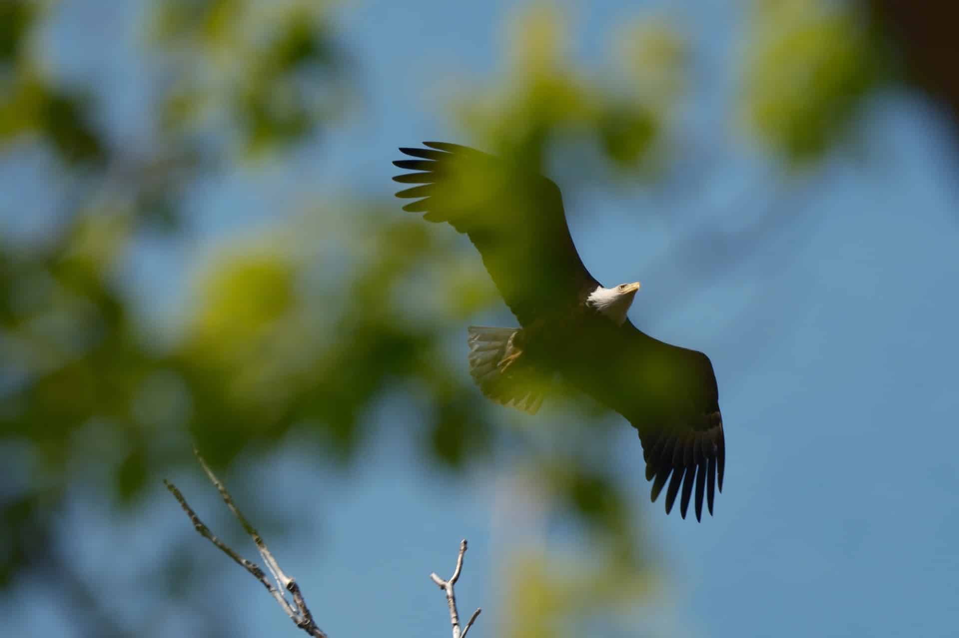 Essential Autofocus Tips for Photographing Birds and Action with ...