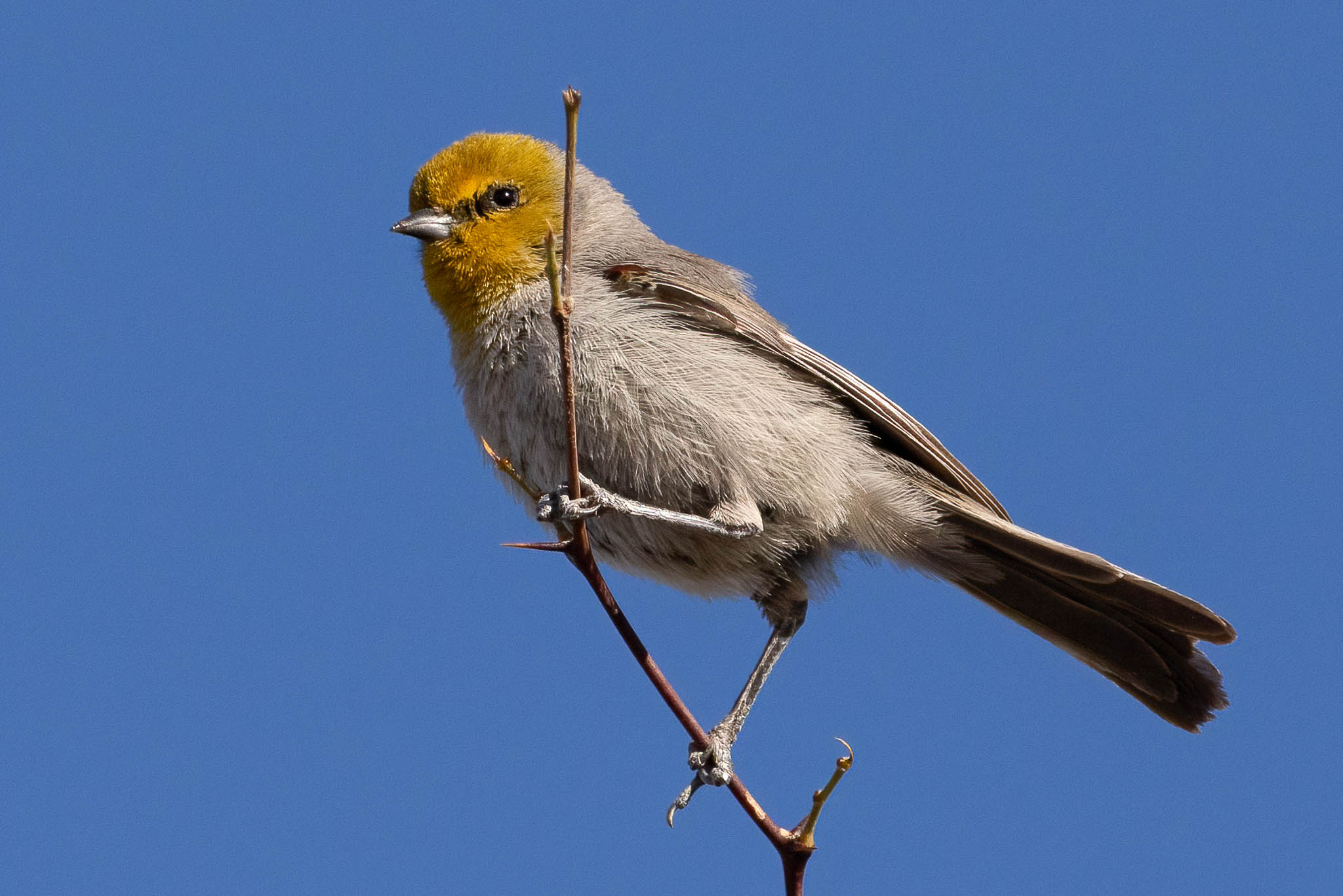 Rio Vista Park with Gary Bachman ⋆ Tucson Bird Alliance