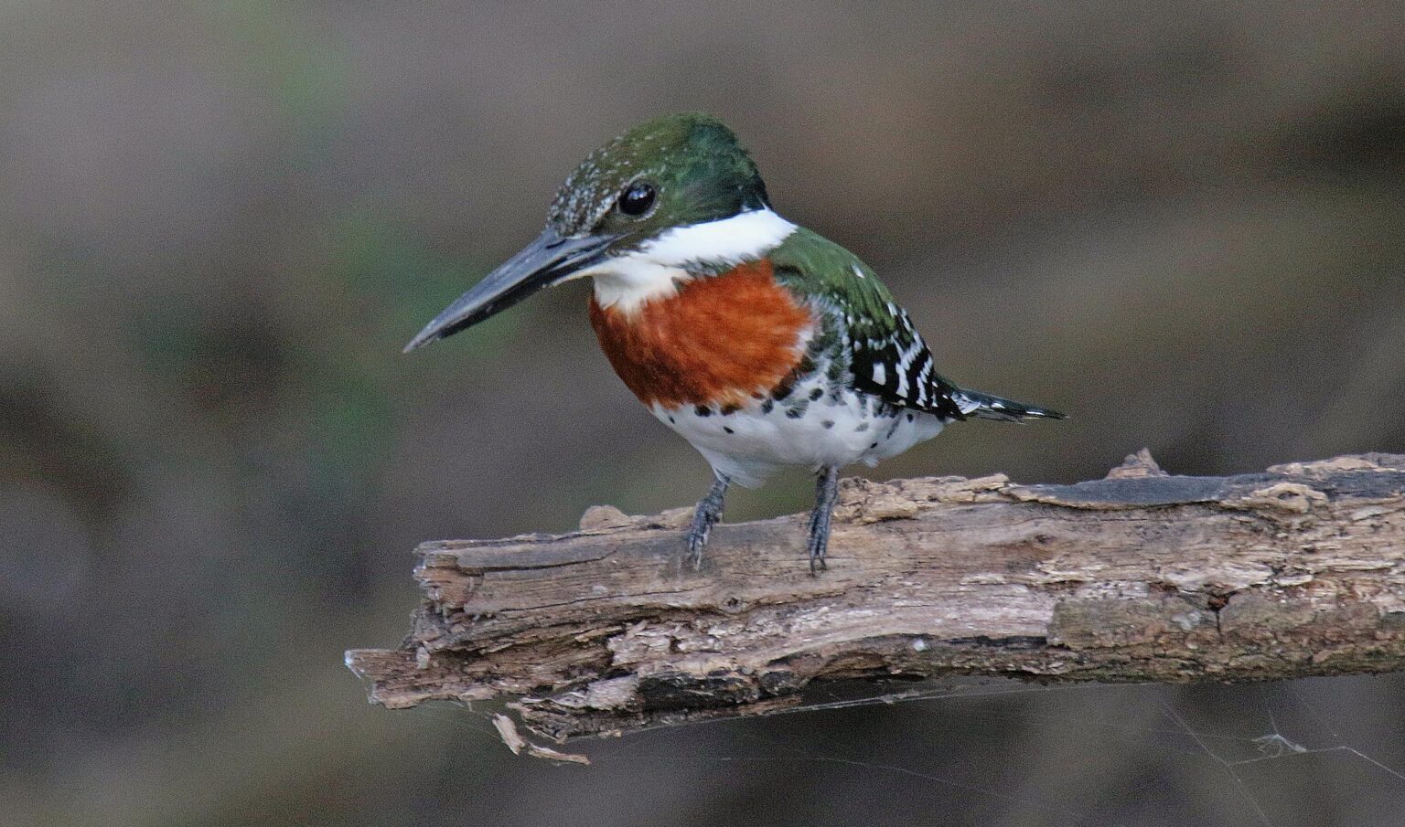 Green Kingfisher ⋆ Tucson Bird Alliance