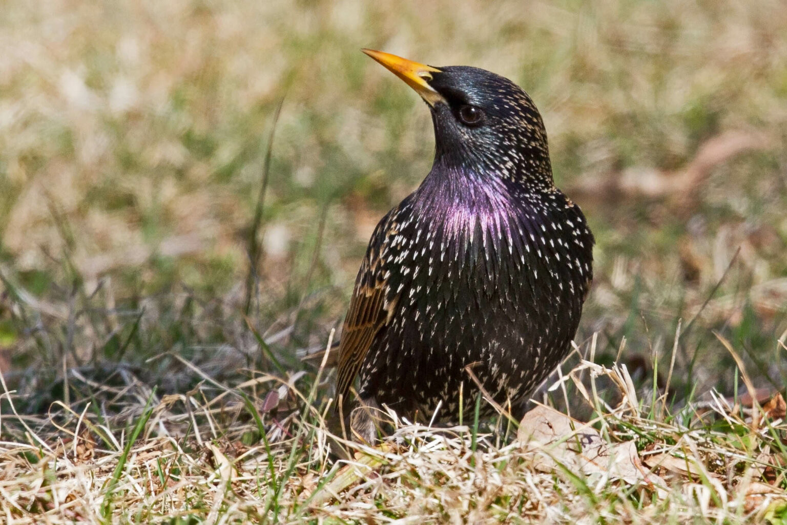 European Starling ⋆ Tucson Bird Alliance