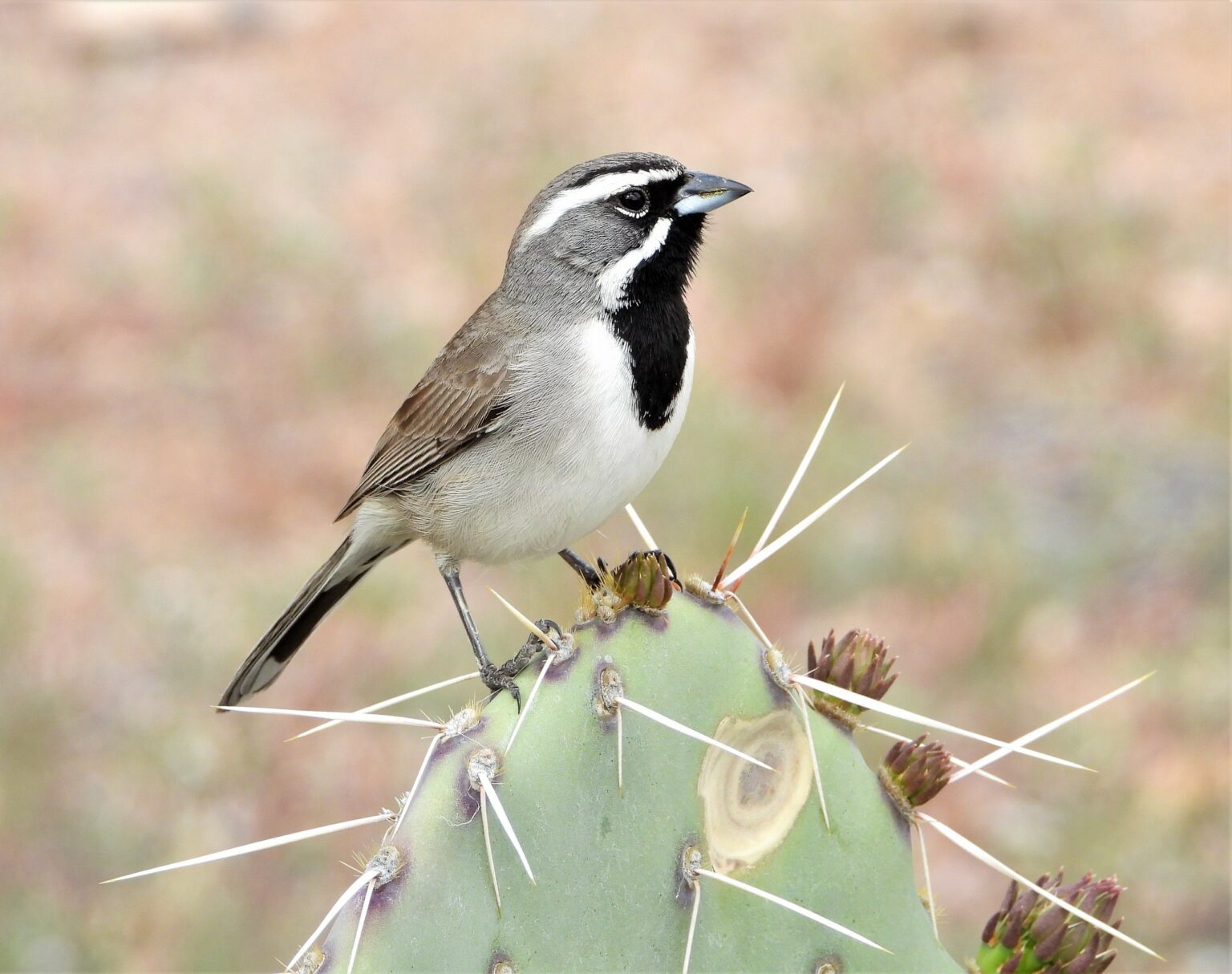 Black-throated Sparrow ⋆ Tucson Bird Alliance