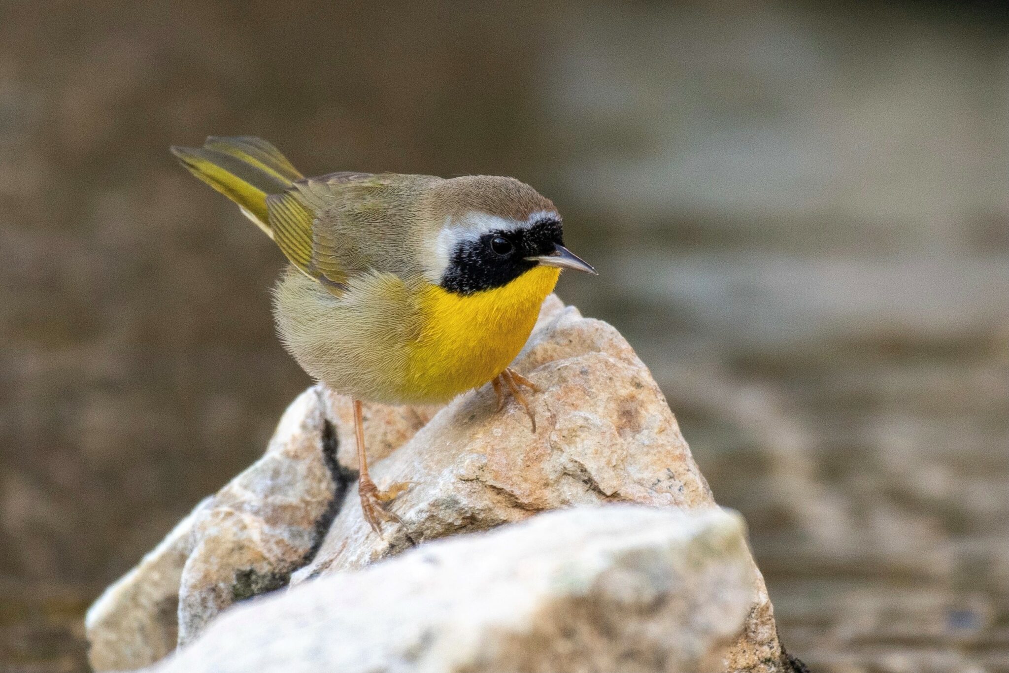 Brand New to Birding Field Workshop at Sweetwater Wetlands with Alex ...