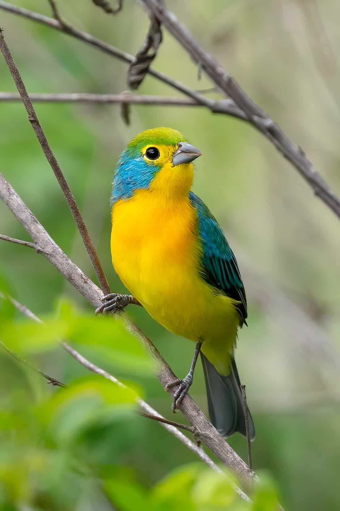International Birding Tours ⋆ Tucson Bird Alliance