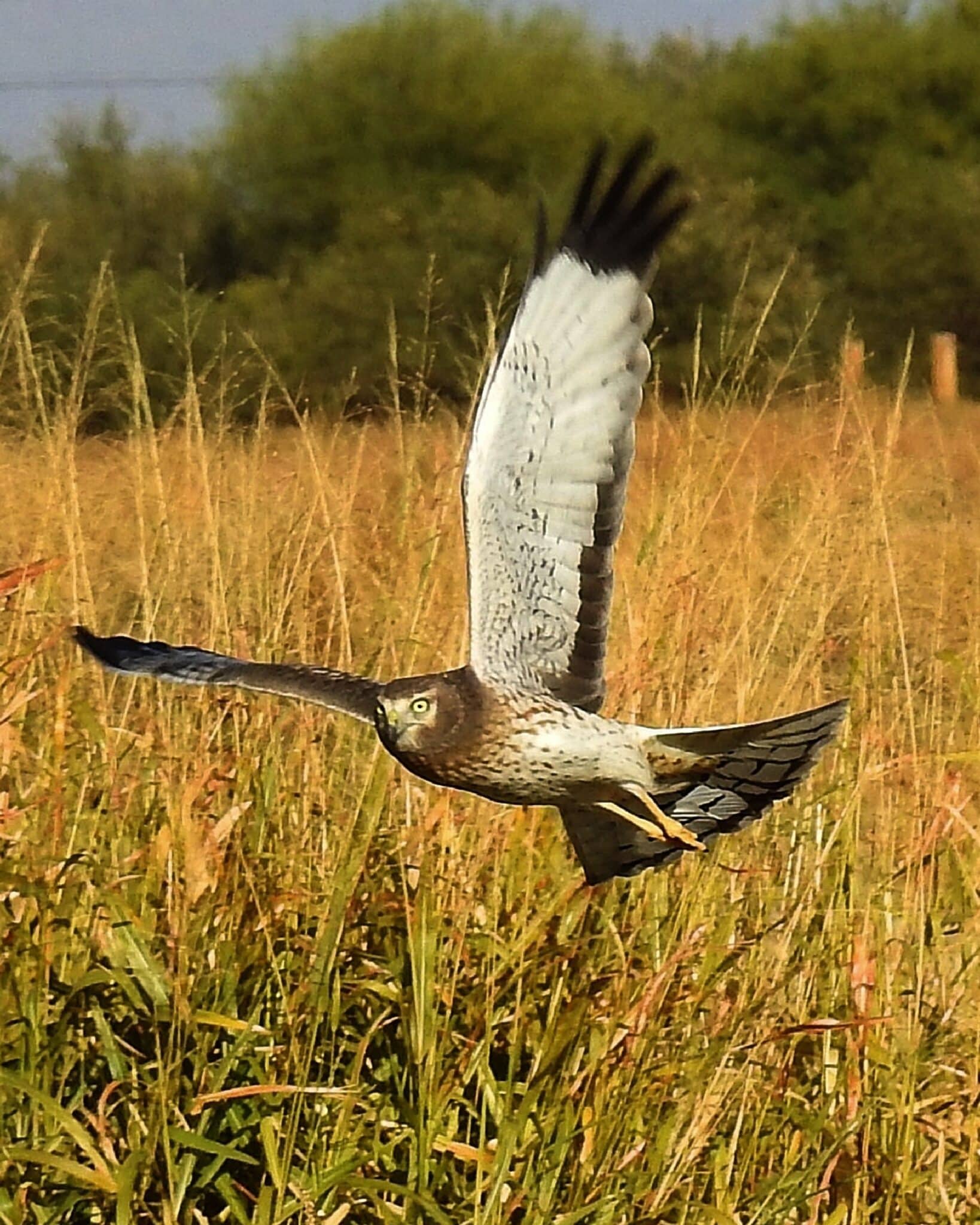 Buenos Aires NWR and Aguirre Lake with Luke Safford ⋆ Tucson Bird Alliance