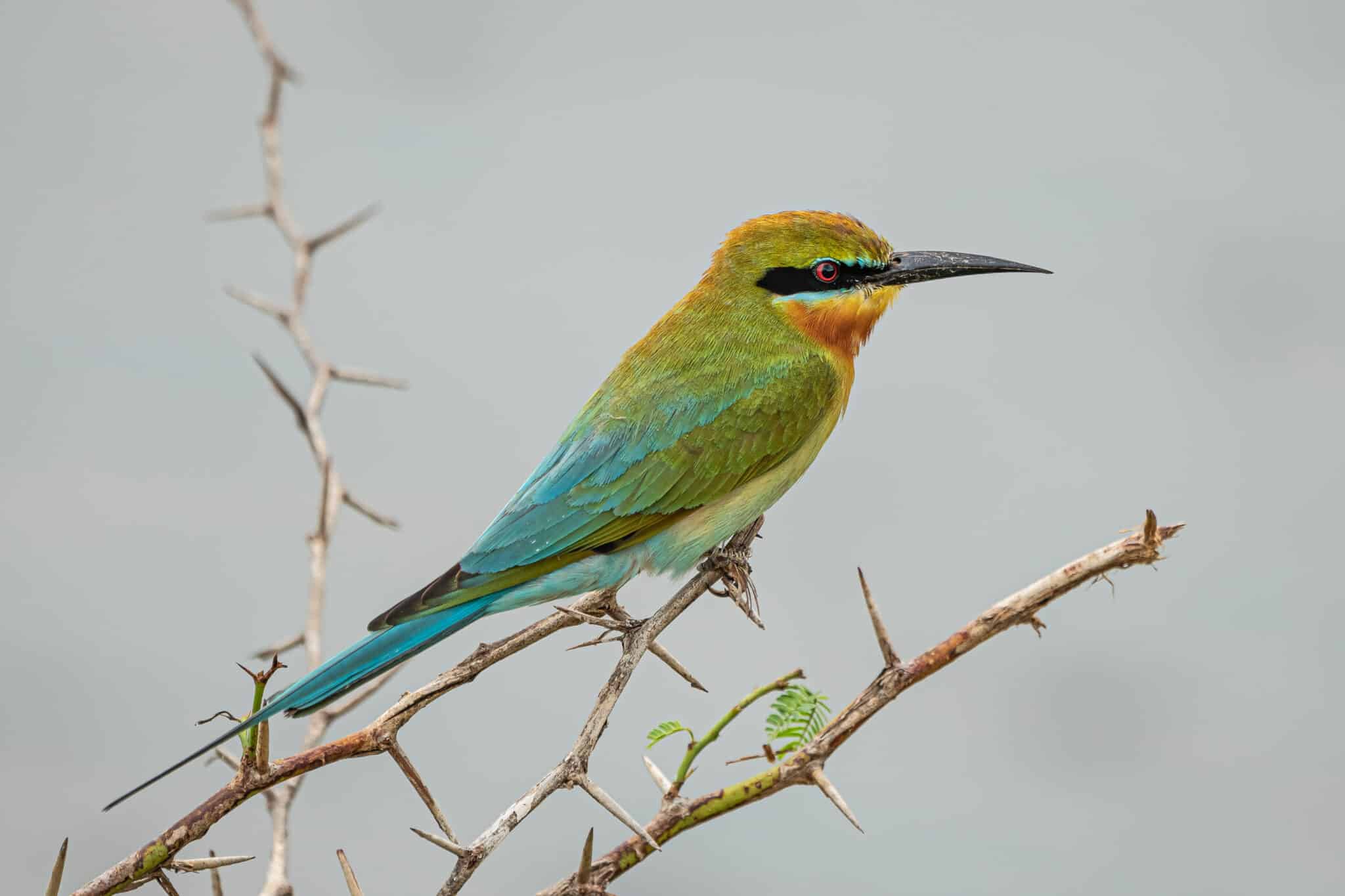 Virtual Presentation: Southern India’s Western Ghats with Naturalist ...